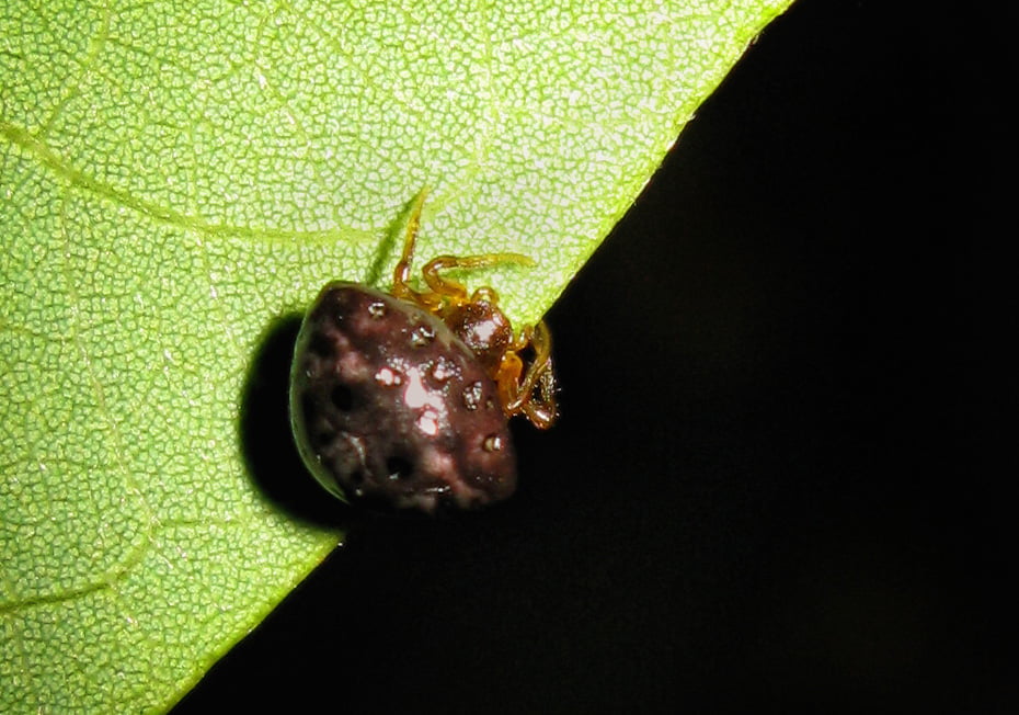 Bird-dropping Araneids (Cyrtarachne nagasakiensis) - Bali Wildlife