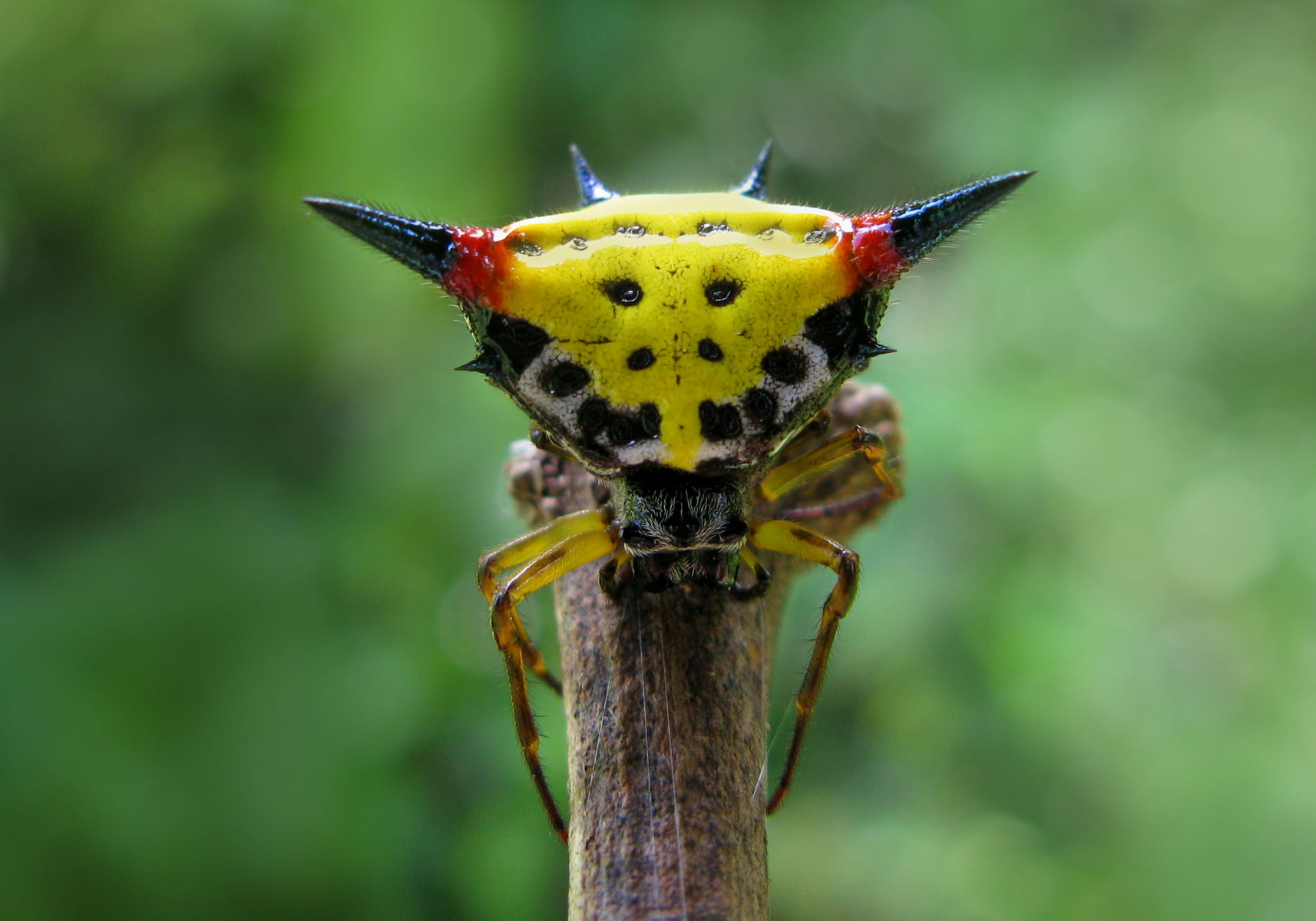 Hasselt's Spiny Spider (Macracantha hasselti) - Bali Wildlife