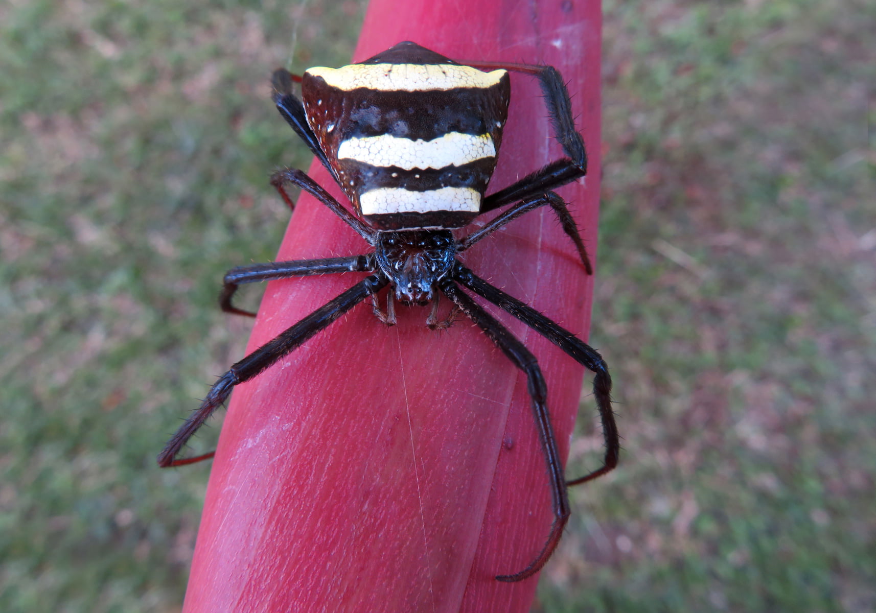 Garden Orbweavers (Argiope reinwardti) - Bali Wildlife