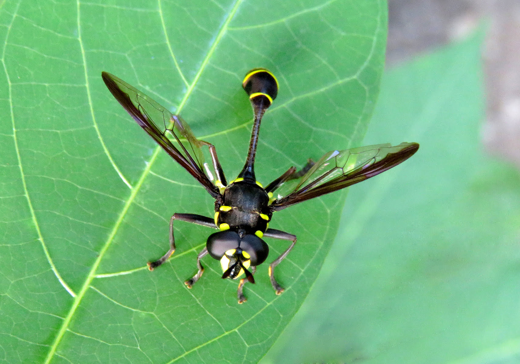 Hover Flies (Monoceromyia javana) - Bali Wildlife