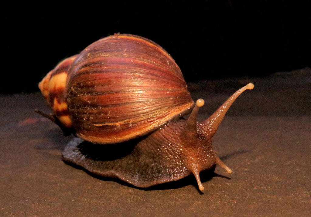 African Giant Snail (Lissachatina fulica) - Bali Wildlife