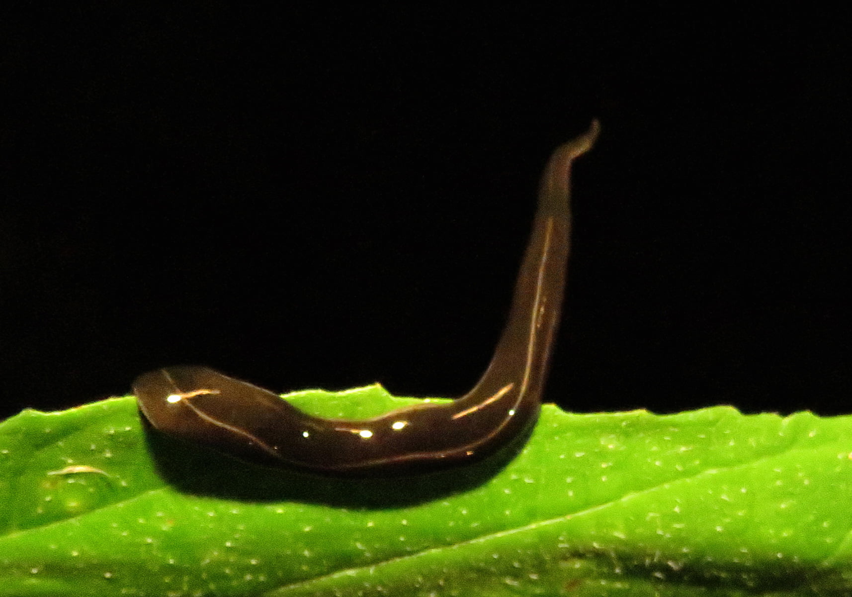 New Guinea Flatworm (Platydemus manokwari) - Bali Wildlife