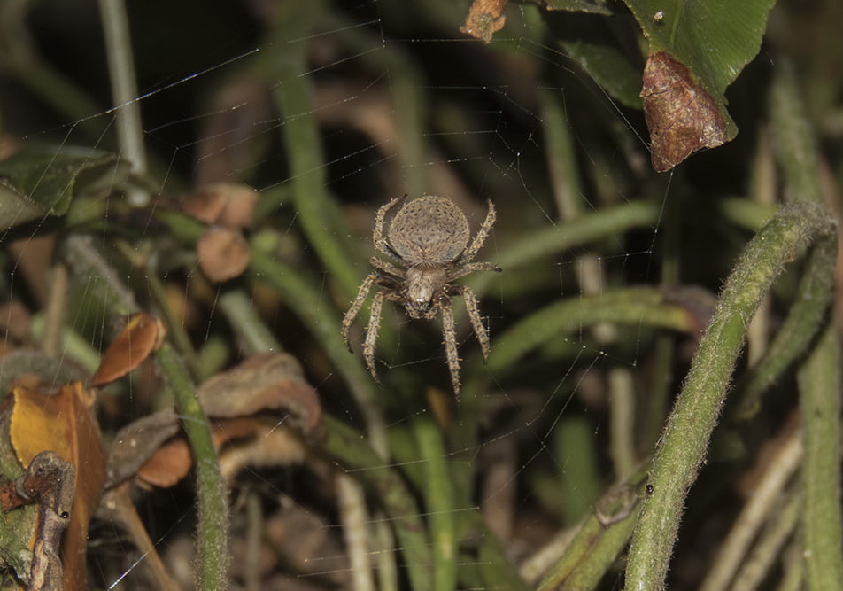 Pointillist Neoscona (Neoscona punctigera) - Bali Wildlife
