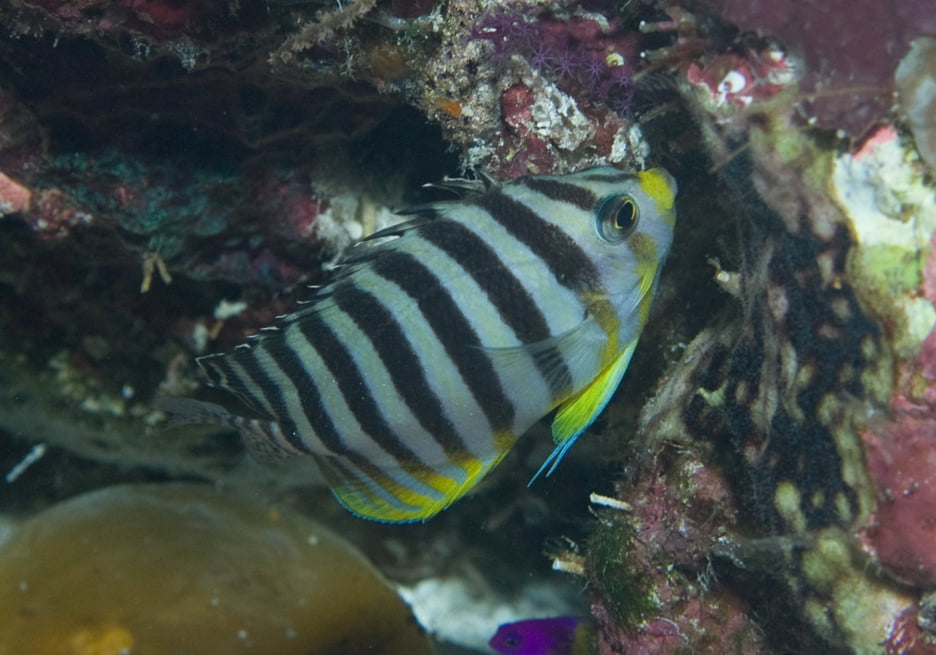 Barred Angelfish (Centropyge multifasciata) - Bali Wildlife