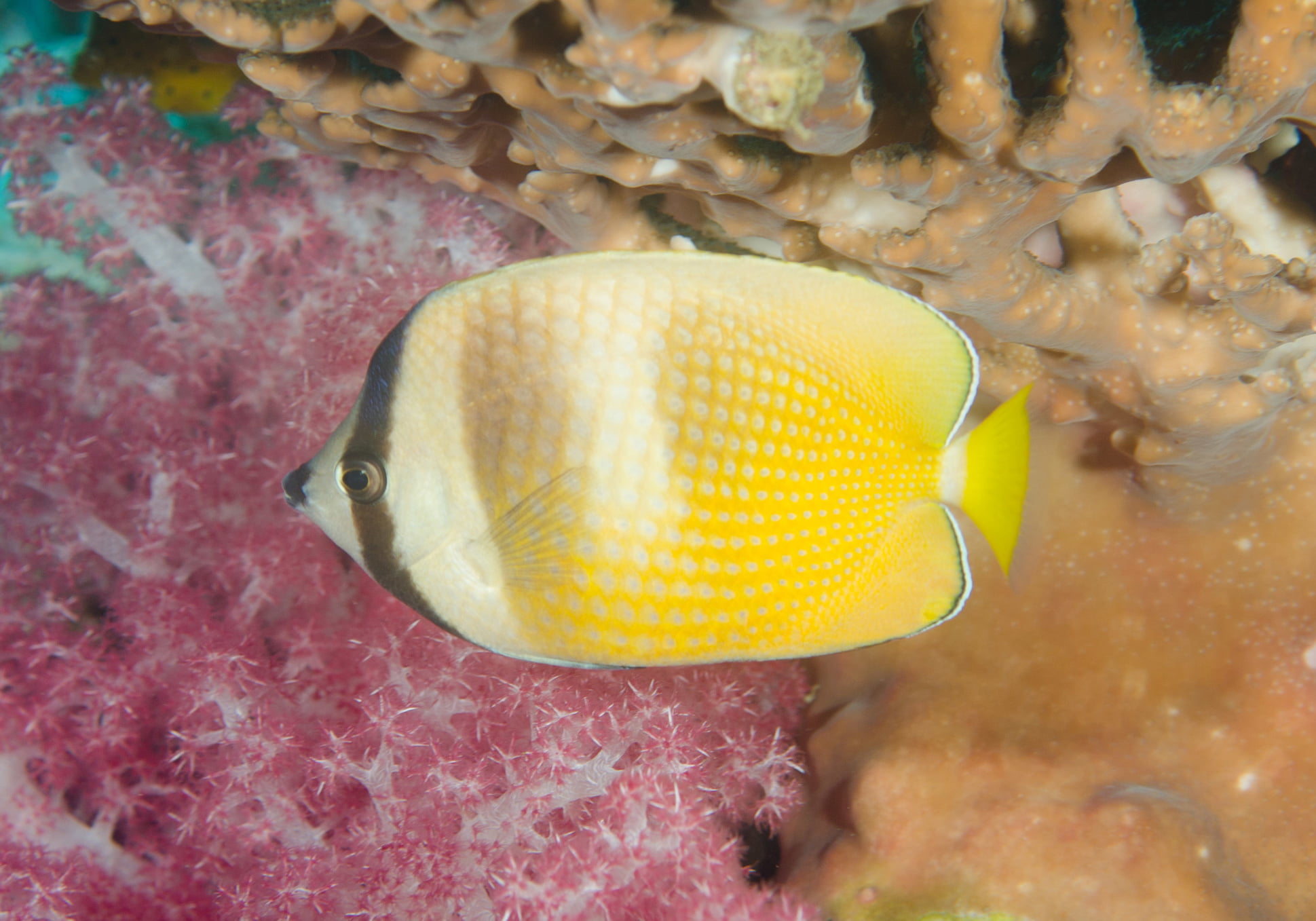 Blacklip Butterflyfish (Chaetodon kleinii) - Bali Wildlife