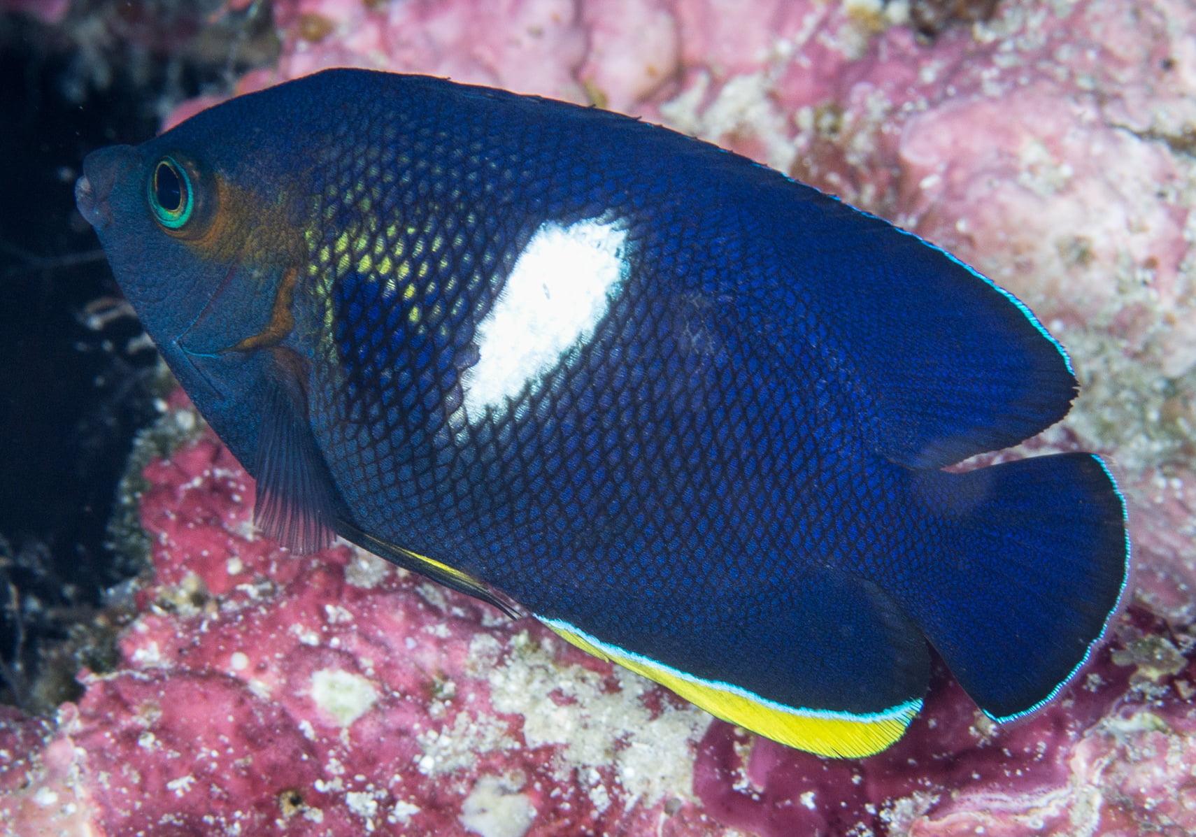 Keyhole Angelfish (Centropyge tibicen) - Bali Wildlife