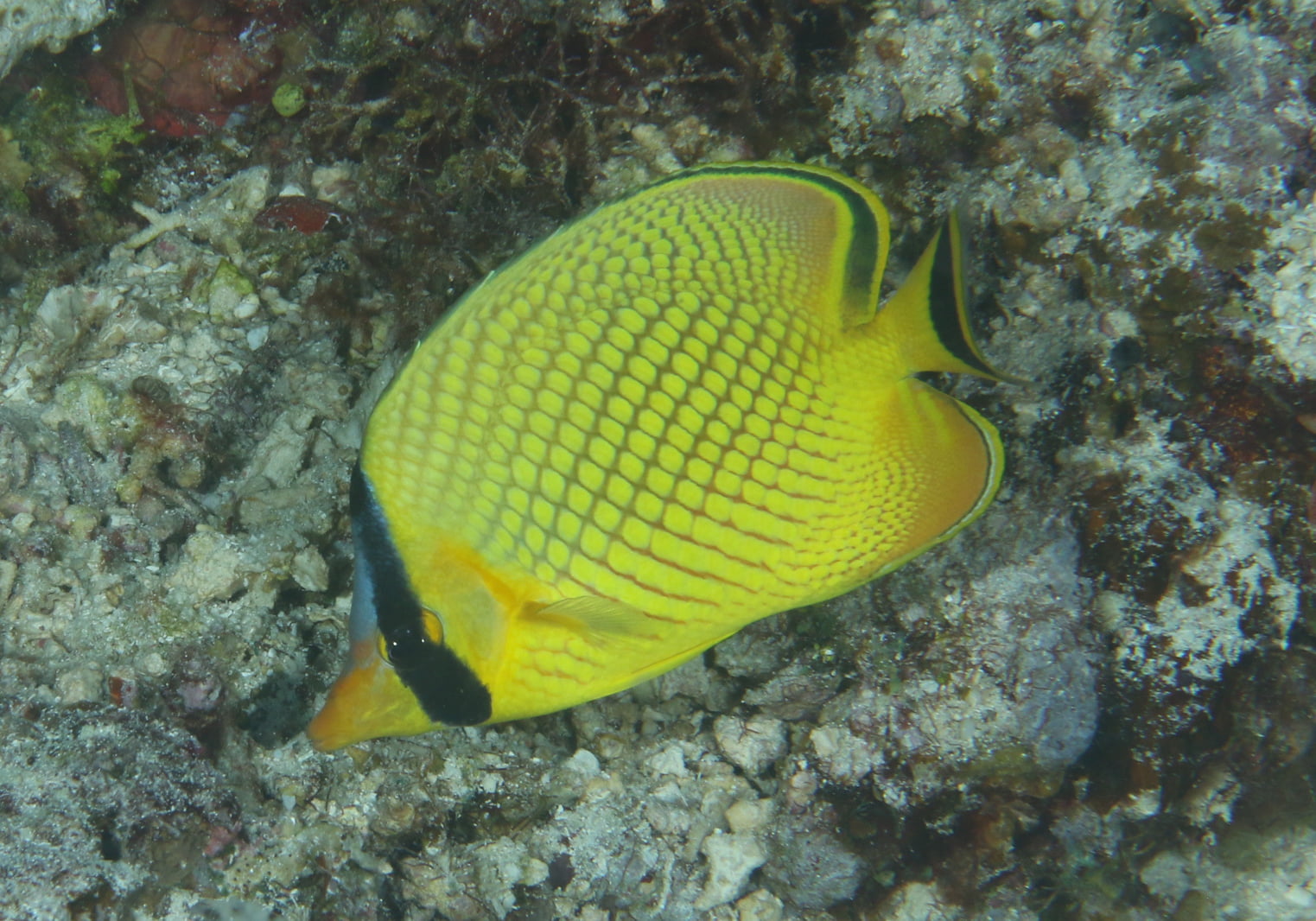 Lattice Butterflyfish (Chaetodon rafflesii) - Bali Wildlife