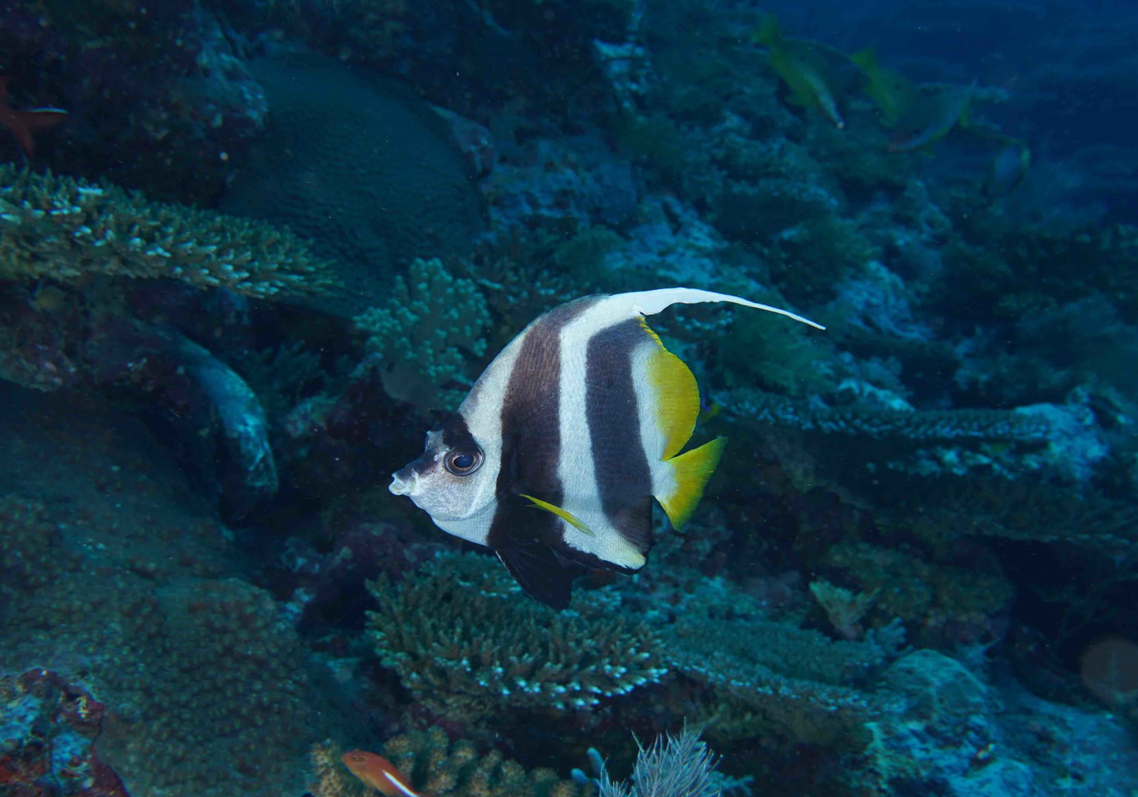 Longfin Bannerfish (Heniochus acuminatus) - Bali Wildlife