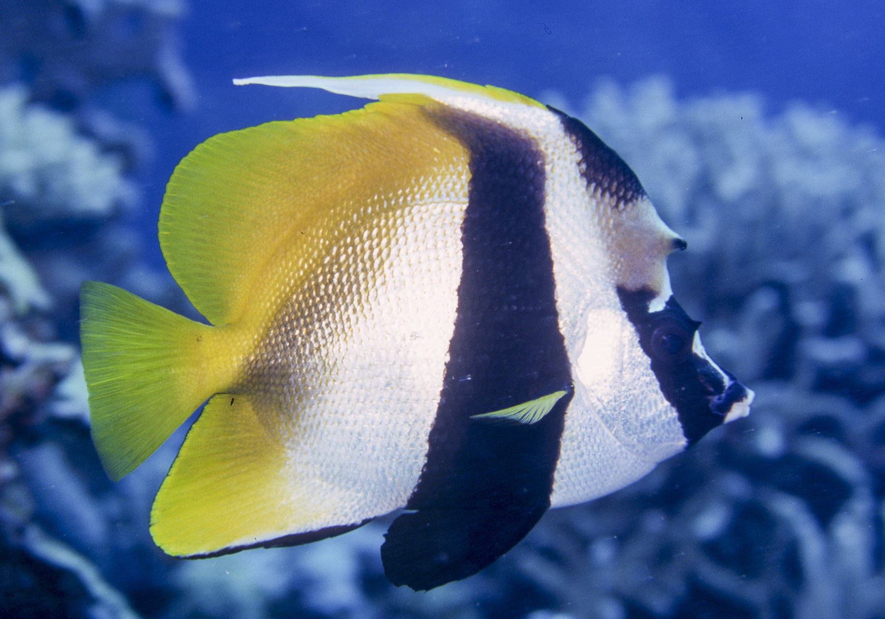 Masked Bannerfish (Heniochus monoceros) - Bali Wildlife