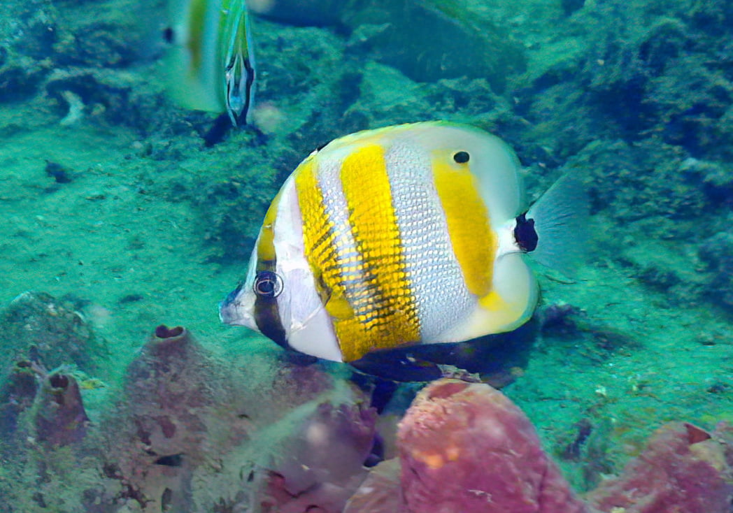 Orangebanded Coralfish (Coradion chrysozonus) - Bali Wildlife
