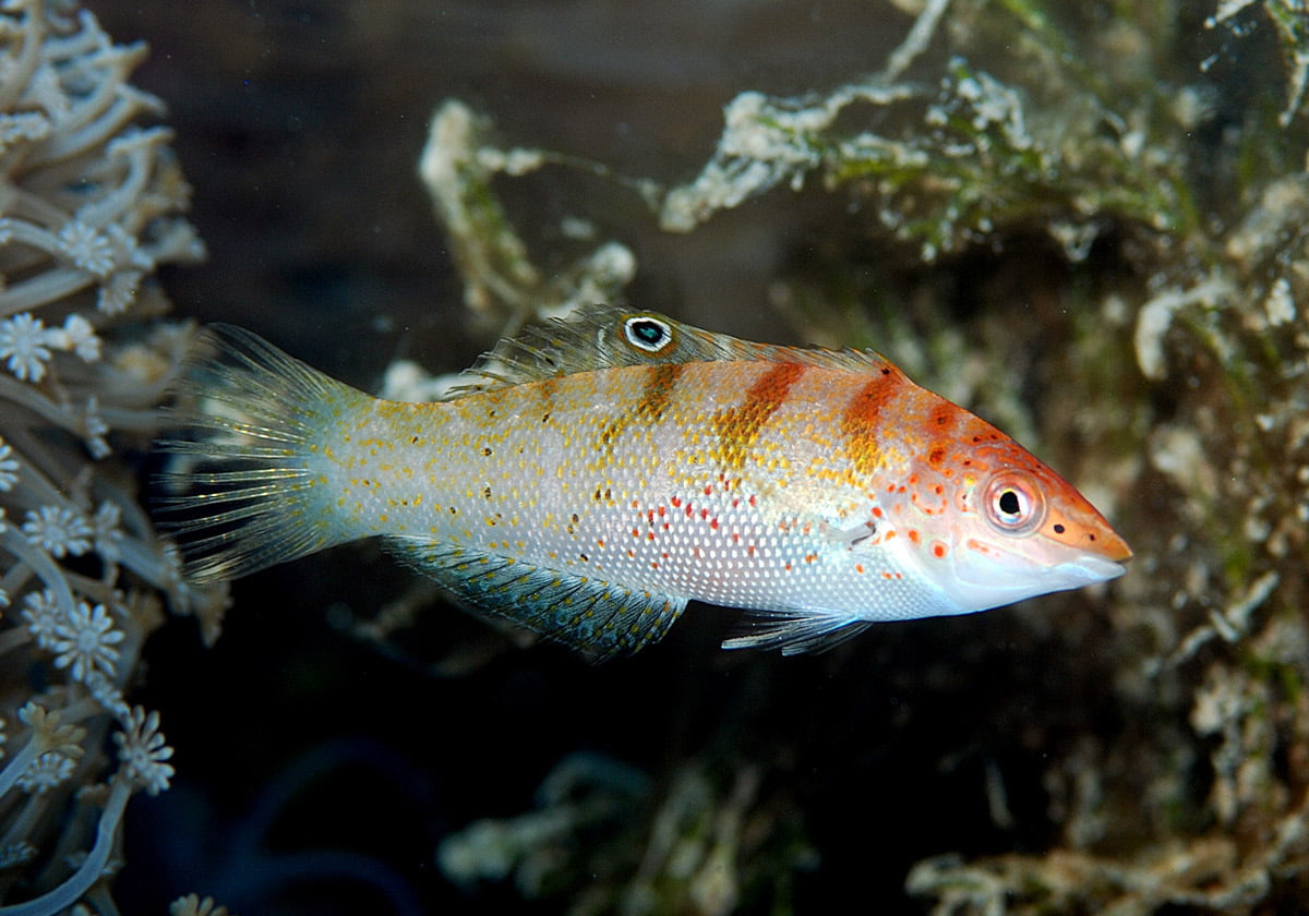 Batu Coris (Coris batuensis) - Bali Wildlife