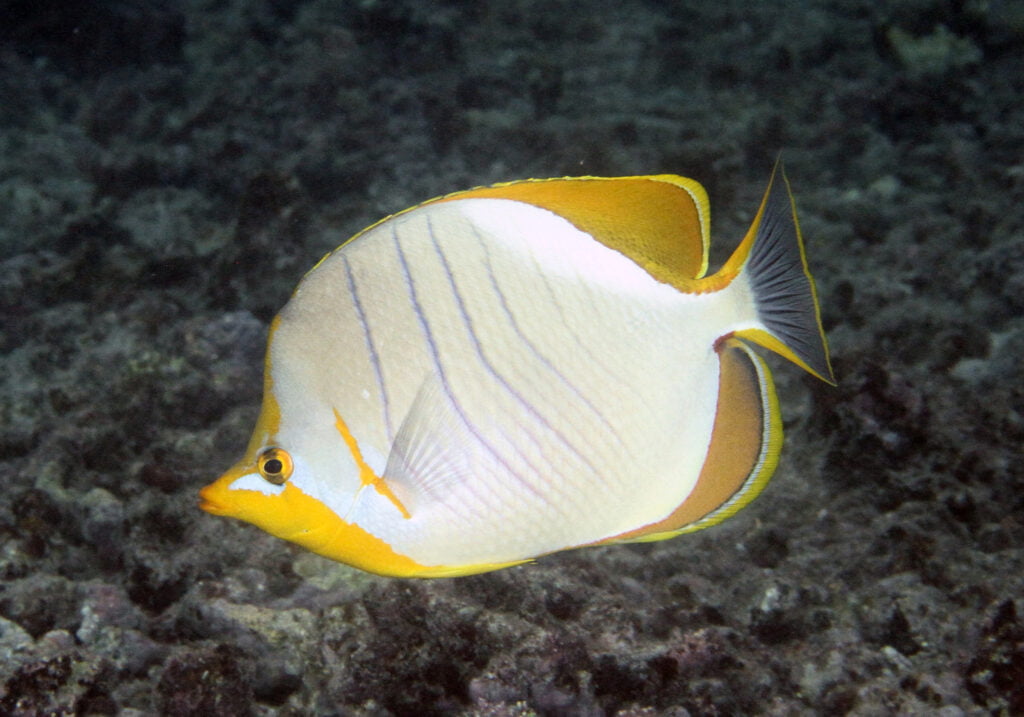 Yellowhead Butterflyfish (Chaetodon xanthocephalus) - Bali Wildlife