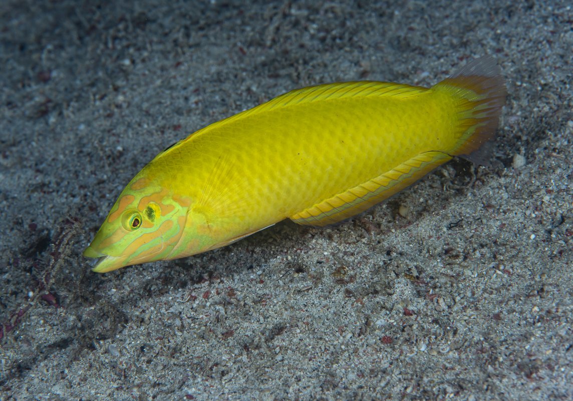 Canary Wrasse (Halichoeres chrysus) - Bali Wildlife