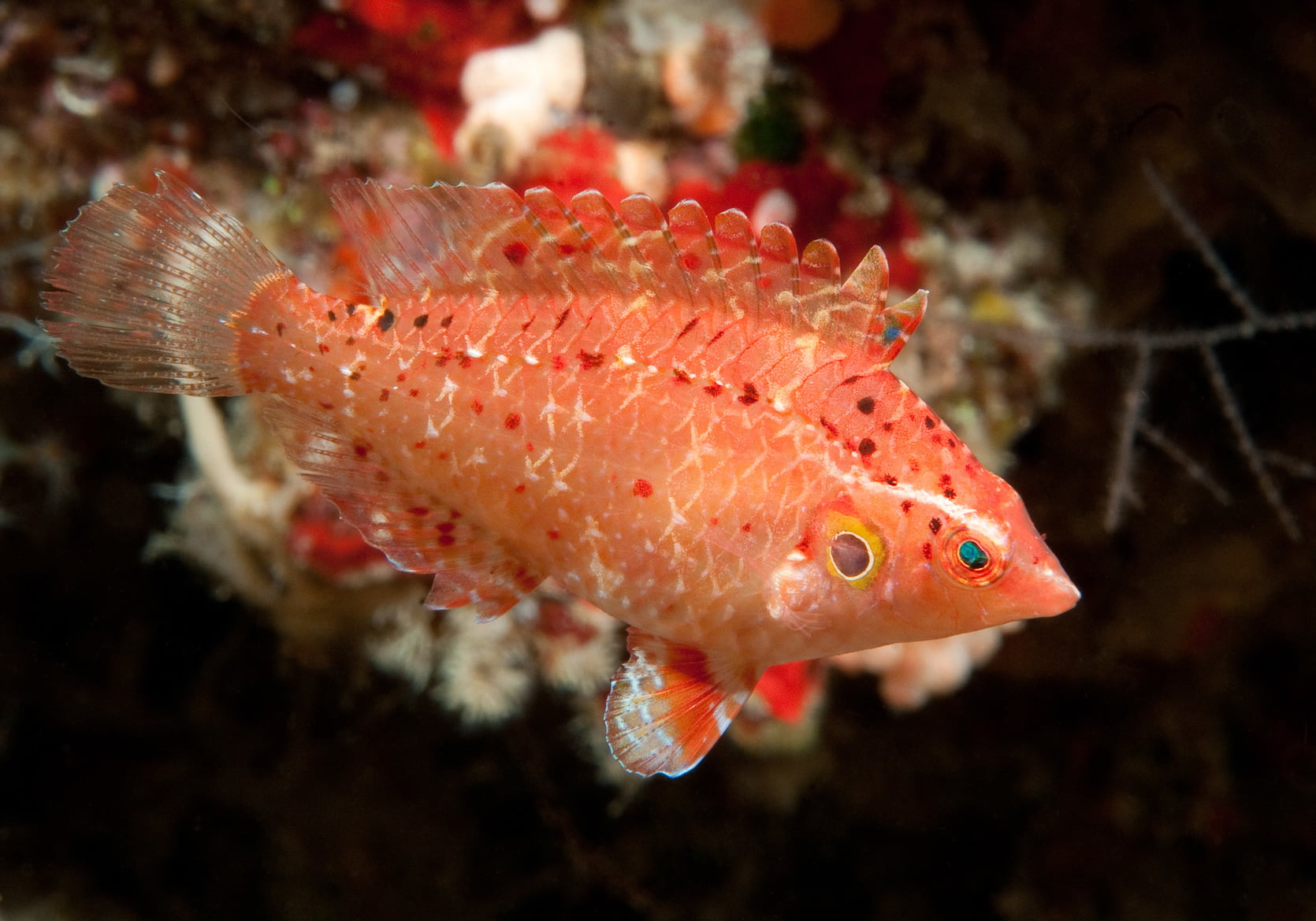 Cryptic Wrasse (Pteragogus cryptus) - Bali Wildlife
