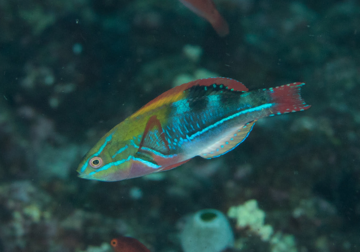 Exquisite Wrasse (Cirrhilabrus exquisitus) - Bali Wildlife