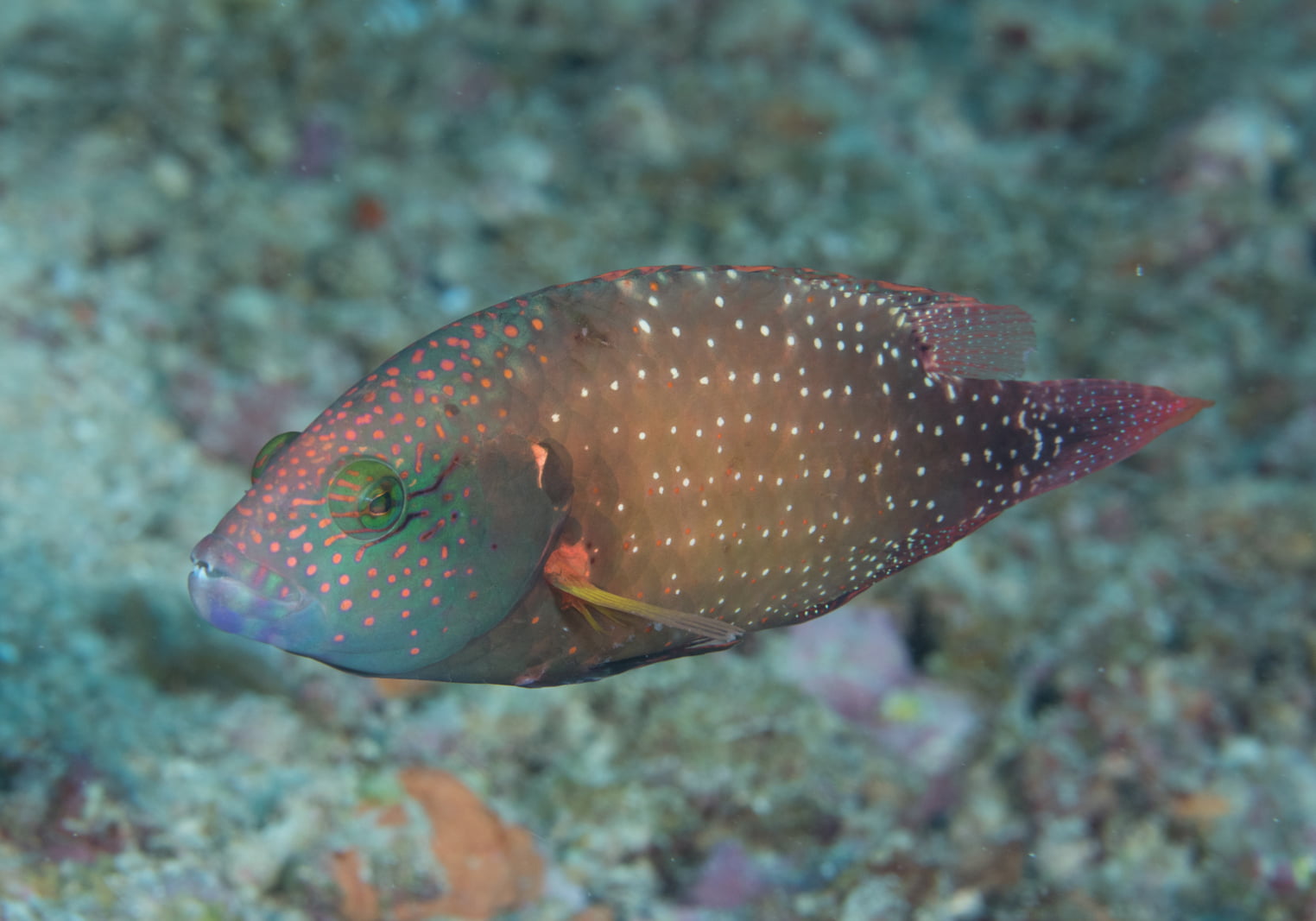 Floral Maori Wrasse (Cheilinus chlorourus) - Bali Wildlife
