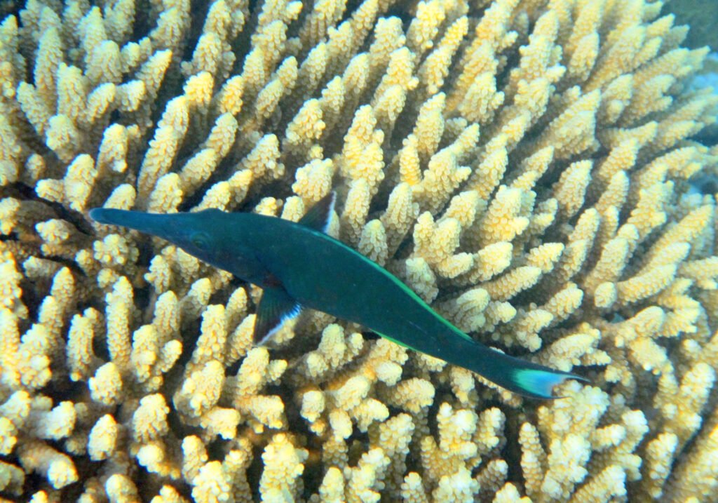 Green Bird Wrasse (Gomphosus caeruleus) - Bali Wildlife