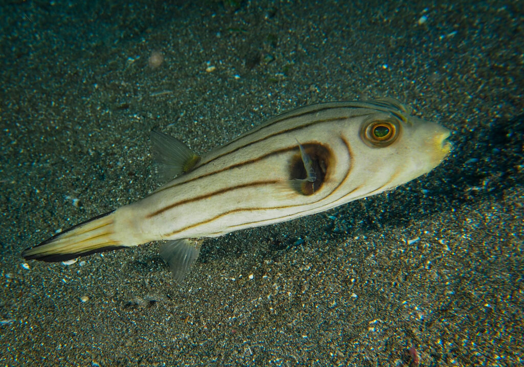 Narrowlined Puffer (Arothron manilensis) - Bali Wildlife