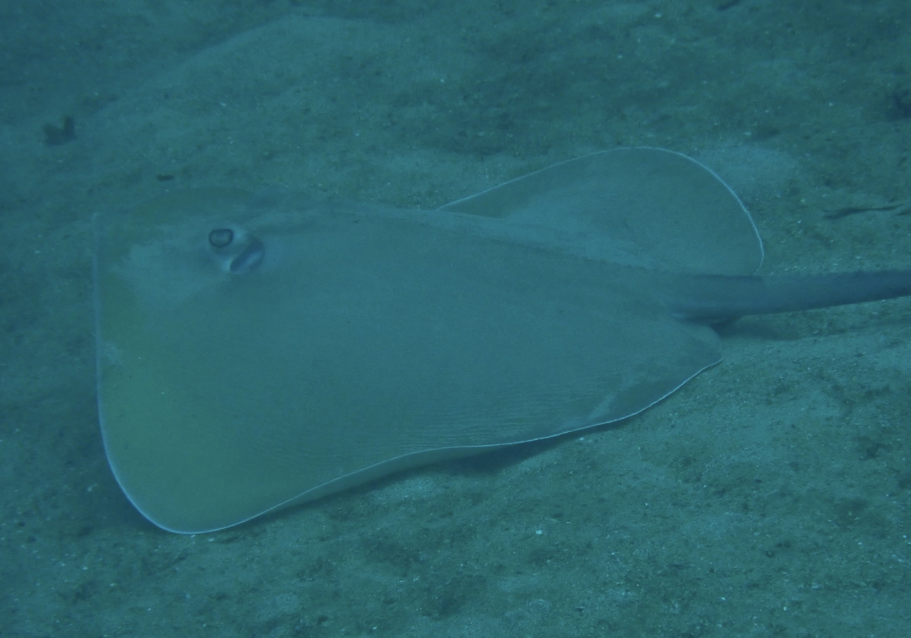 Pink Whipray (Pateobatis fai) - Bali Wildlife