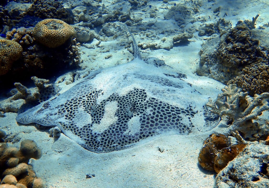Reticulate Whipray (Himantura uarnak) - Bali Wildlife