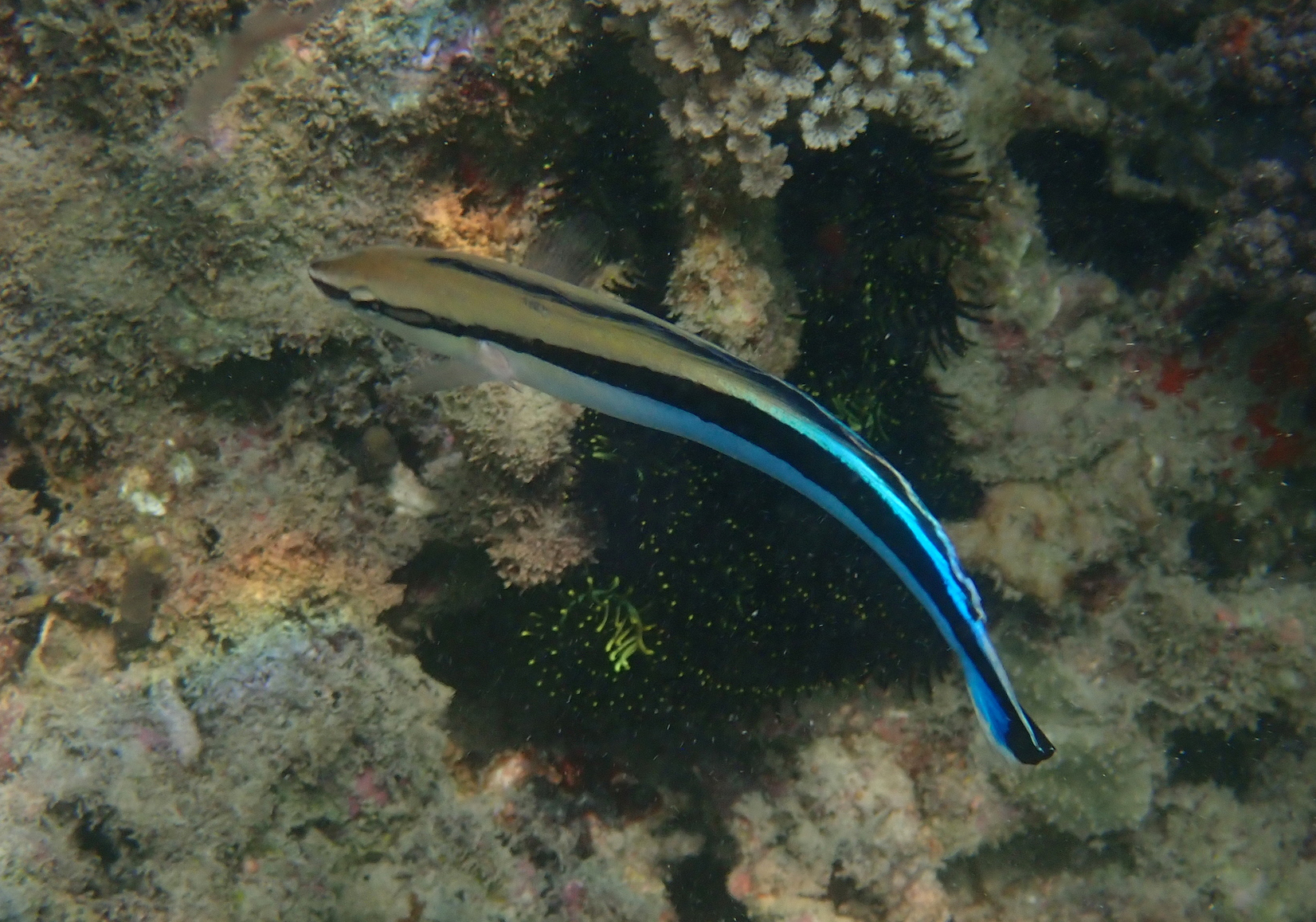 False Cleanerfish (Aspidontus taeniatus) - Bali Wildlife