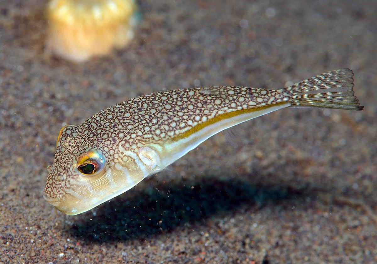 Shortfin Pufferfish (Torquigener brevipinnis) - Bali Wildlife