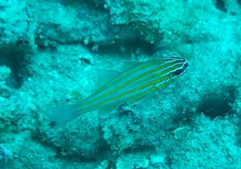 Coral Cardinalfish (Ostorhinchus properuptus) - Bali Wildlife