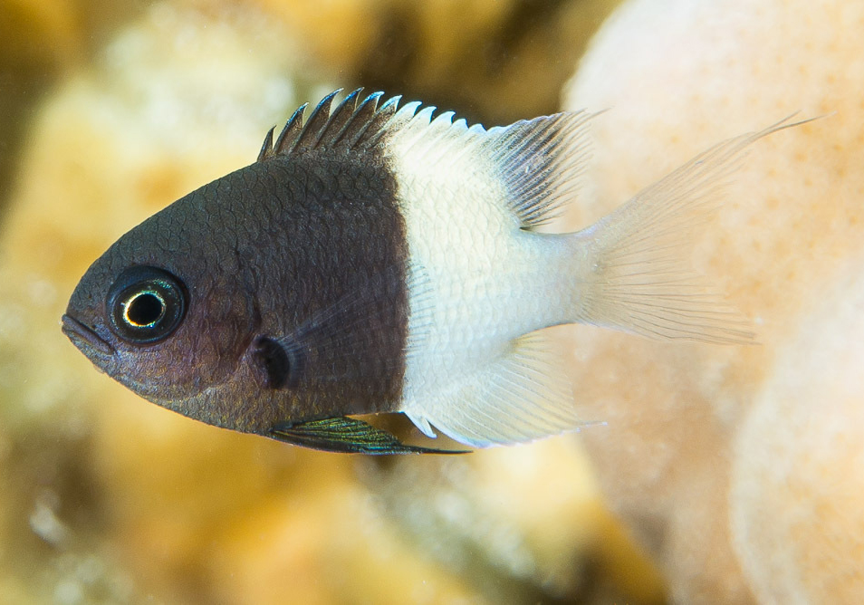 Red Sea Half-and-half Chromis (Pycnochromis dimidiatus) - Bali Wildlife