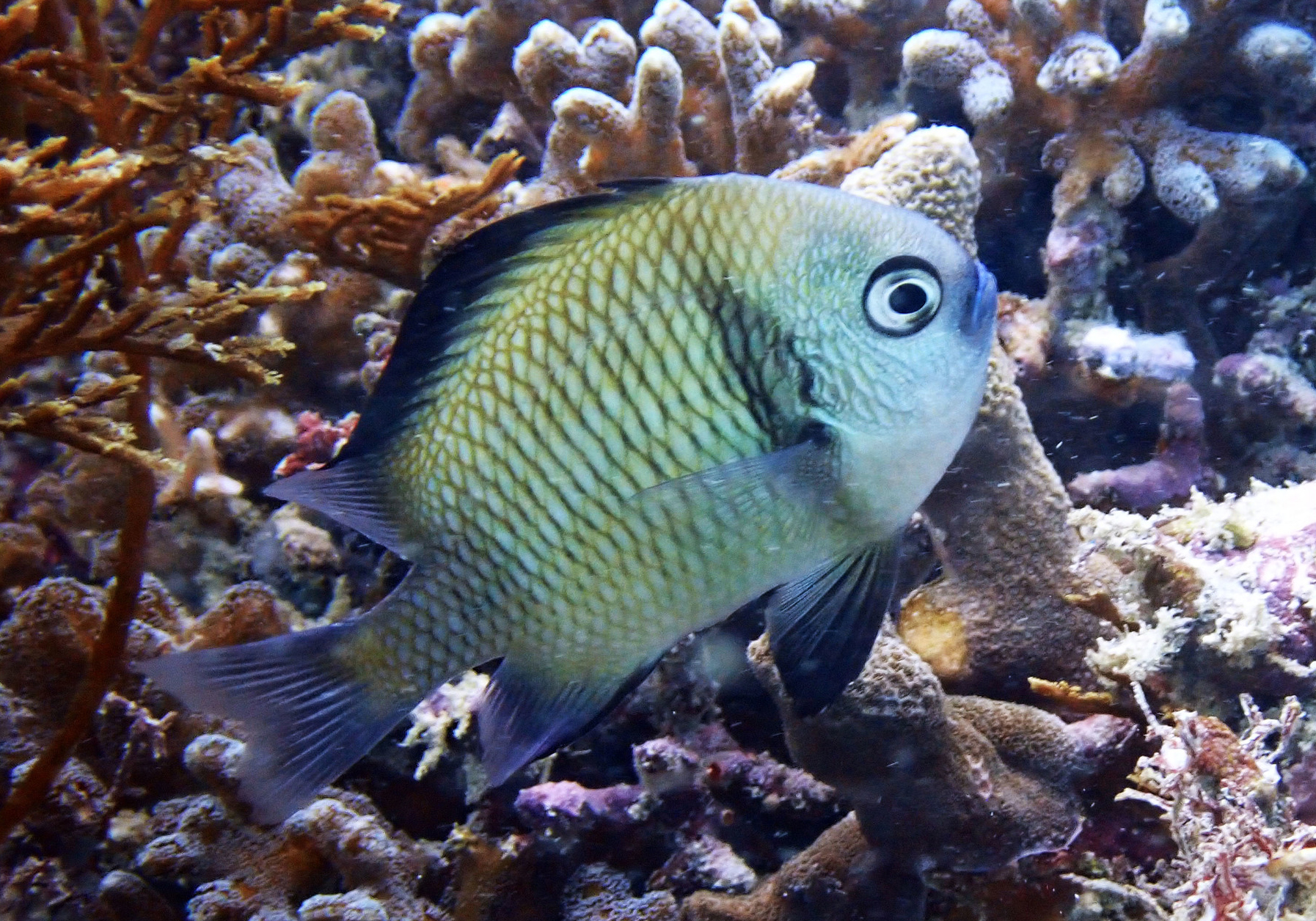 Reticulated Damselfish (Dascyllus reticulatus) - Bali Wildlife