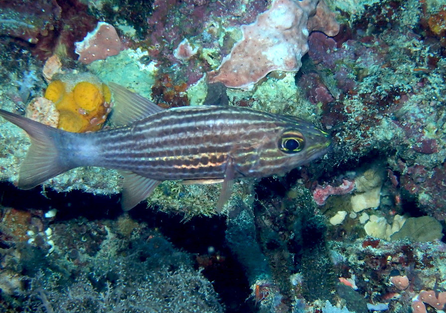 Tiger Sea Fish