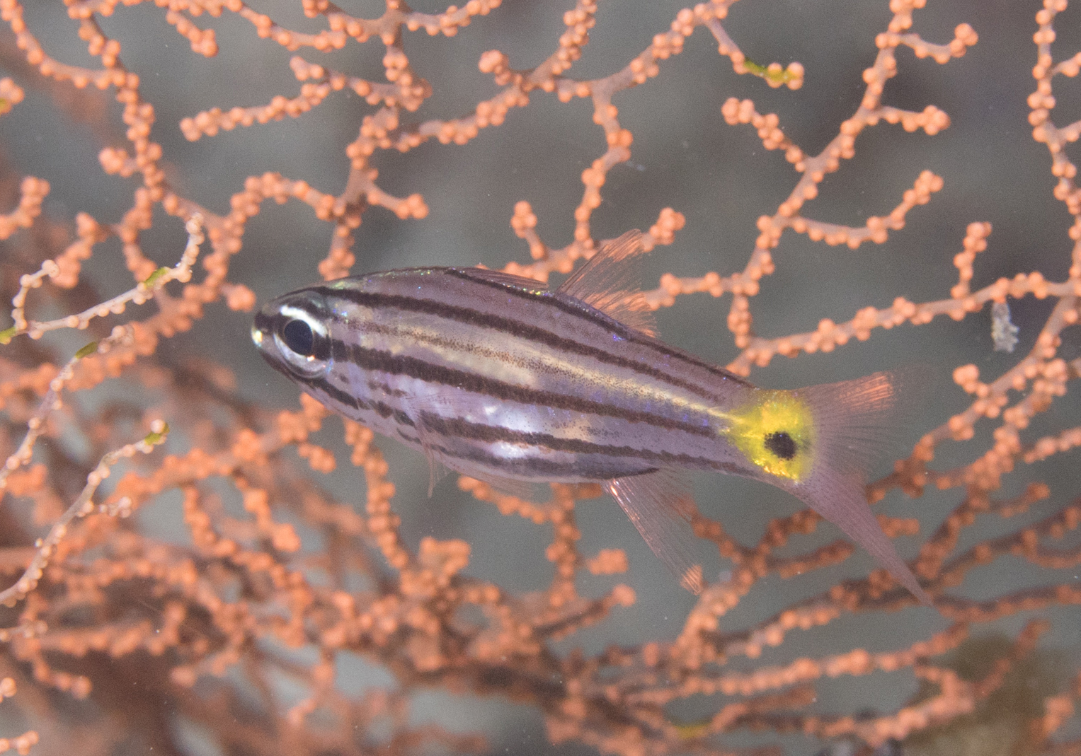 Wolf Cardinalfish (Cheilodipterus artus) - Bali Wildlife