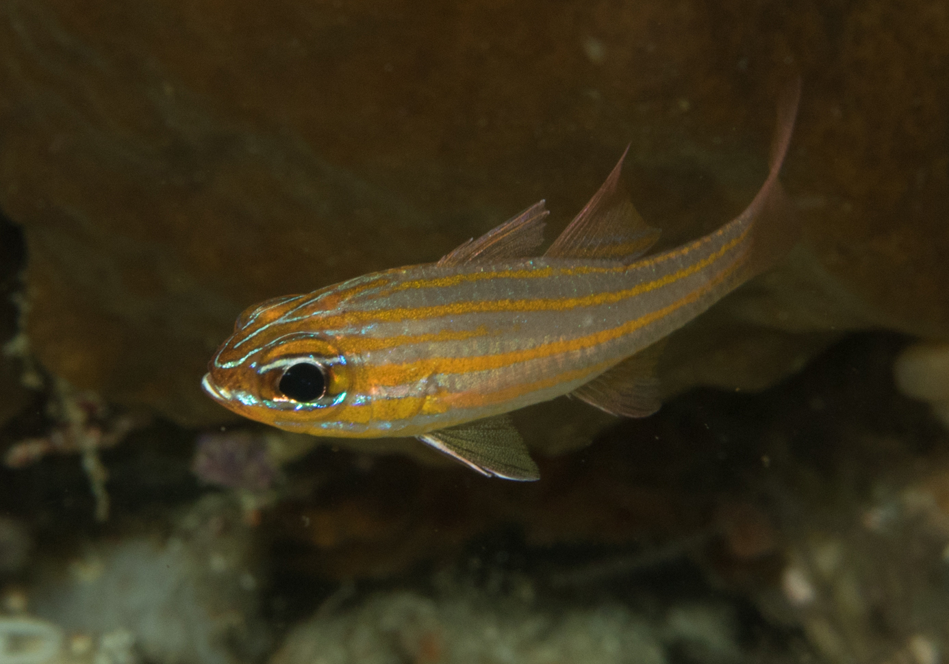 Yellowstriped Cardinalfish (Ostorhinchus cyanosoma) - Bali Wildlife