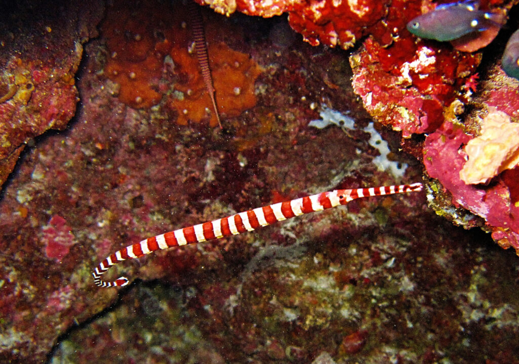 Broad-banded Pipefish (Dunckerocampus boylei) - Bali Wildlife