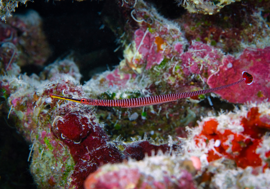 Many-banded Pipefish (Dunckerocampus multiannulatus) - Bali Wildlife
