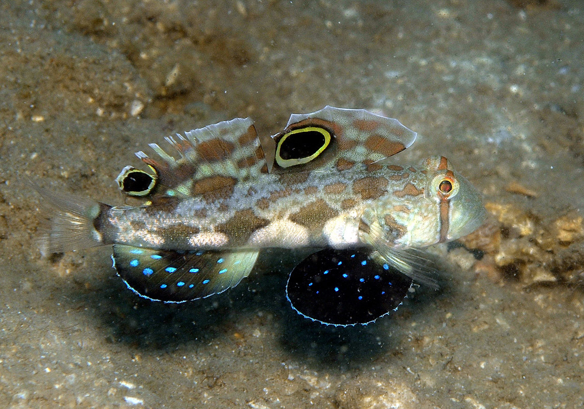 Signal Goby (Signigobius biocellatus) - Bali Wildlife