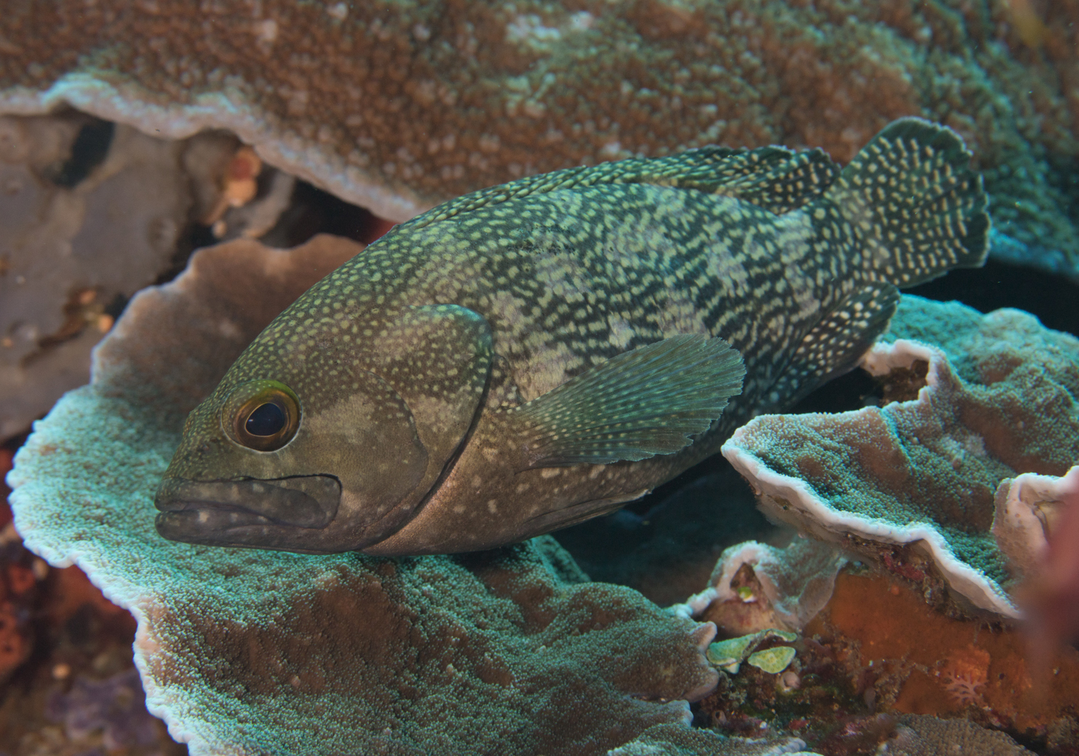 Specklefin Grouper (Epinephelus ongus) - Bali Wildlife