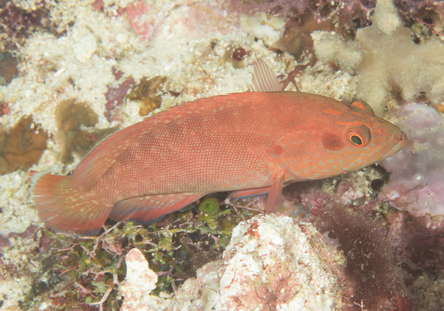Strawberry Grouper (Cephalopholis spiloparaea) - Bali Wildlife