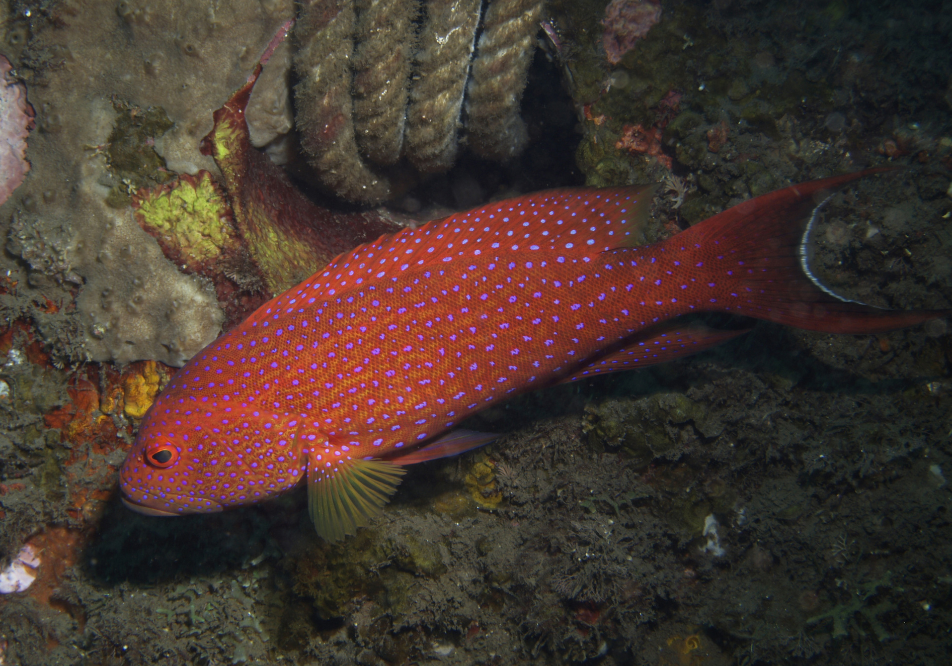 White-edged Lyretail (Variola albimarginata) - Bali Wildlife