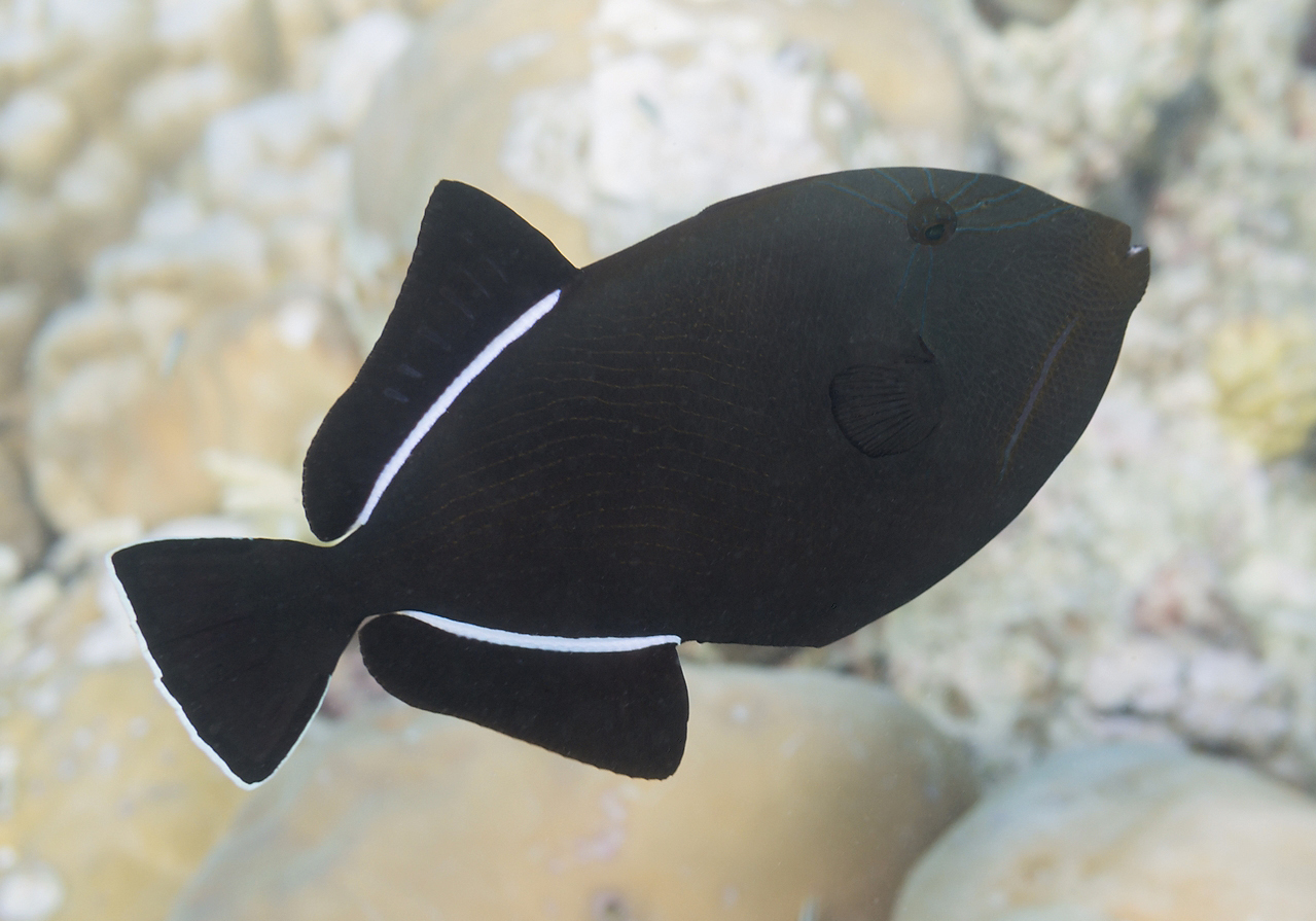 Black-finned Triggerfish (Melichthys indicus) - Bali Wildlife
