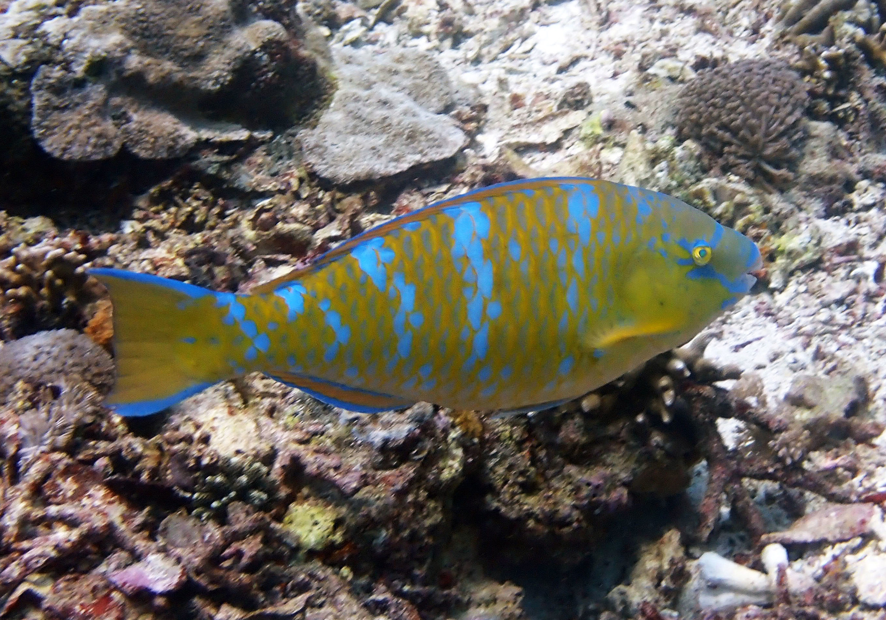 Bluebarred Parrotfish (Scarus ghobban) - Bali Wildlife