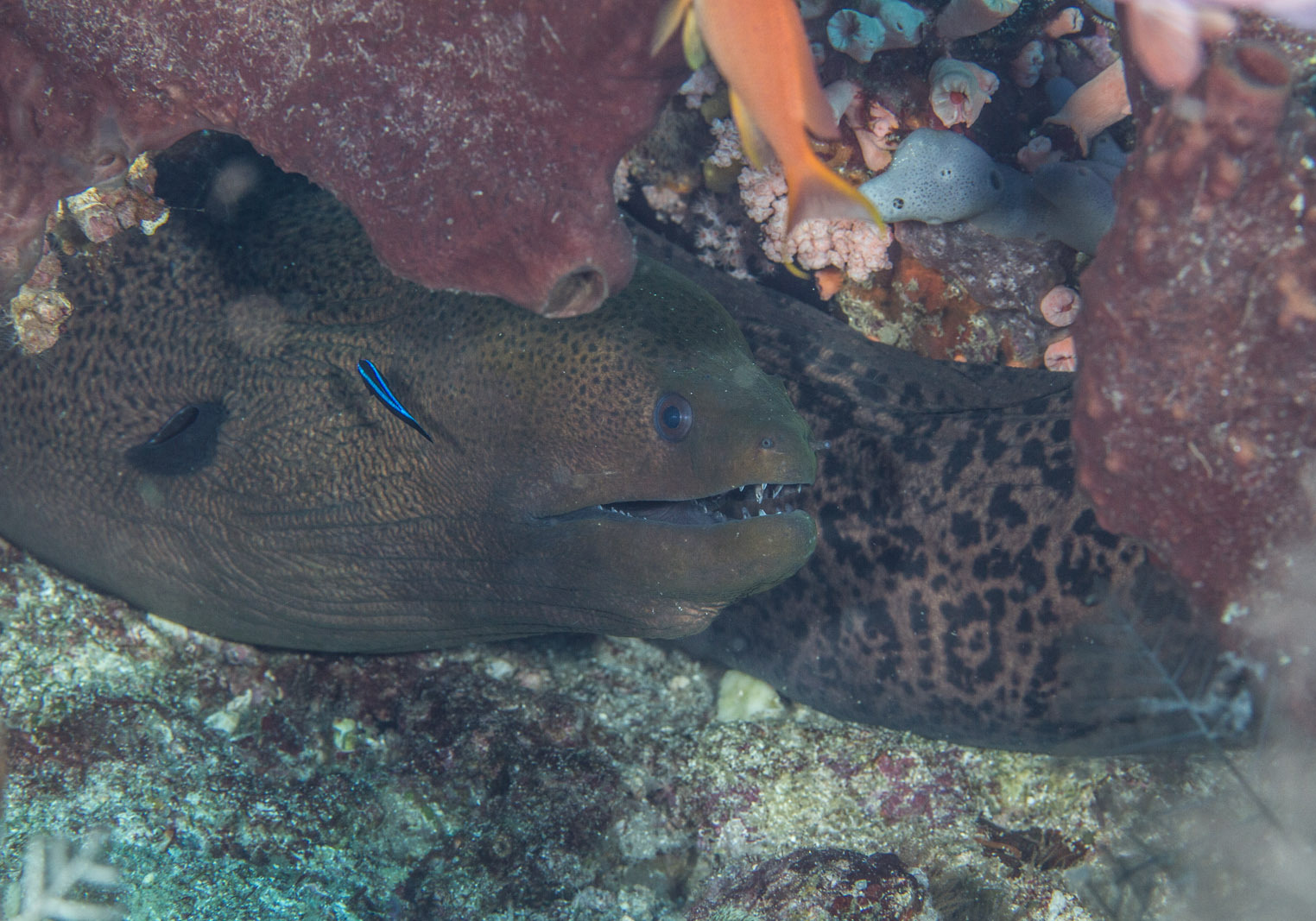 Giant Moray (Gymnothorax javanicus) - Bali Wildlife