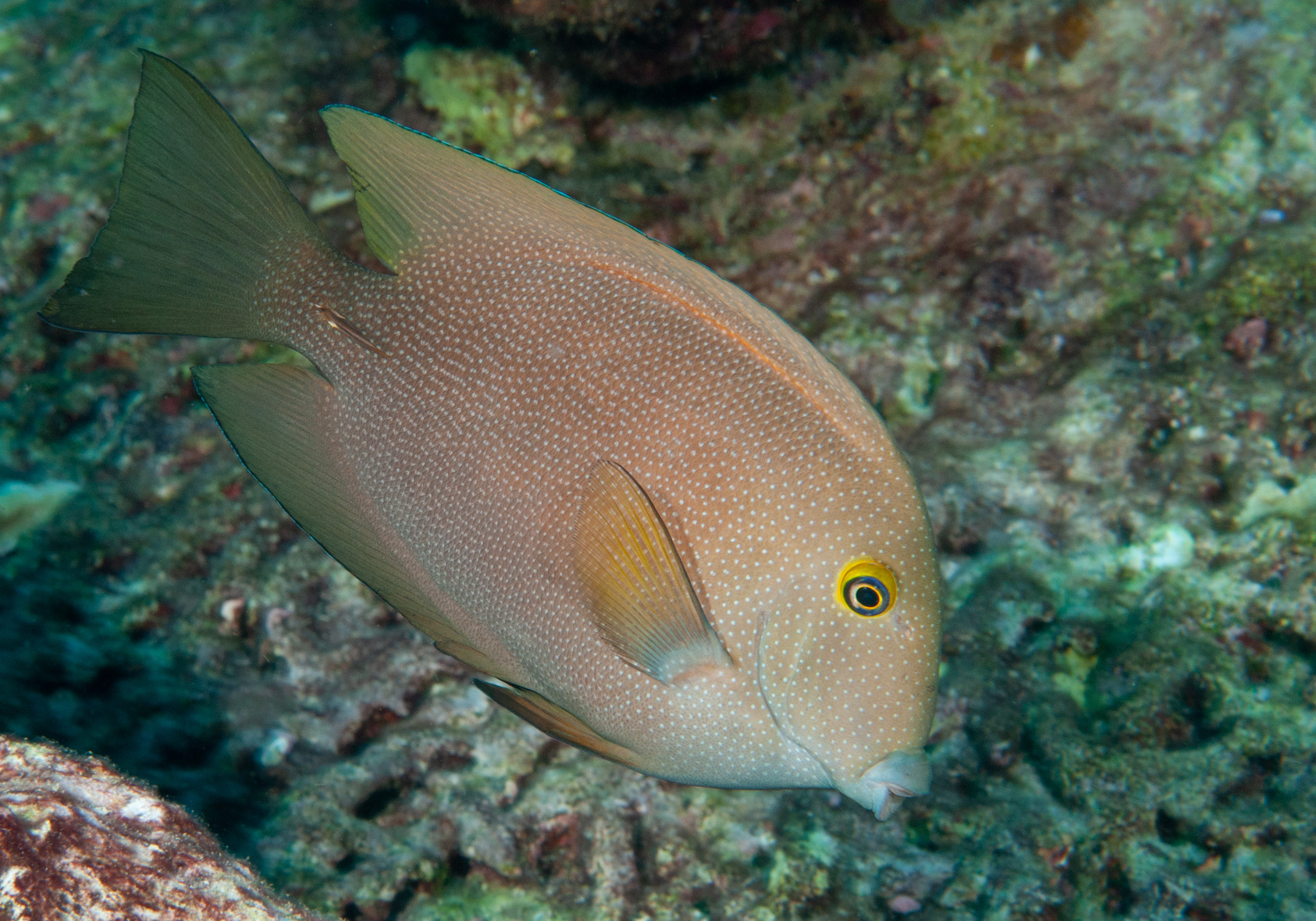 Indian Gold-ring Bristletooth (Ctenochaetus truncatus) - Bali Wildlife