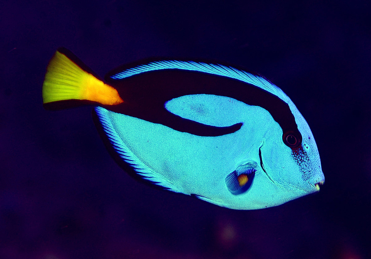 Palette Tang (Paracanthurus hepatus) - Bali Wildlife