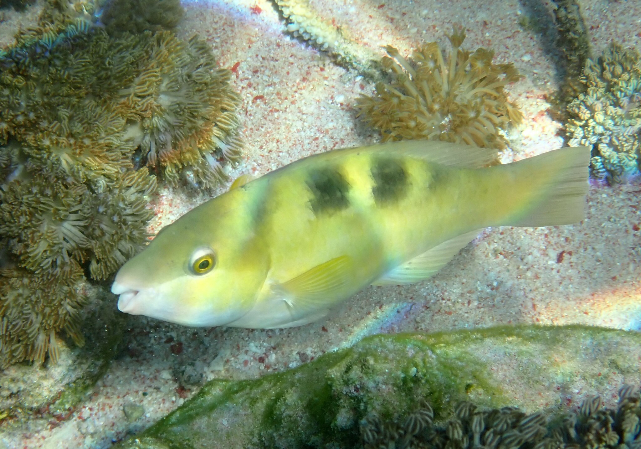 Yellow-barred Parrotfish (Scarus dimidiatus) - Bali Wildlife
