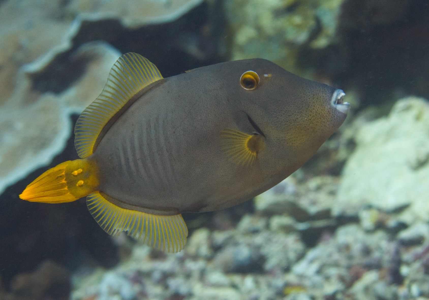 Barred Filefish (Cantherhines dumerilii) - Bali Wildlife