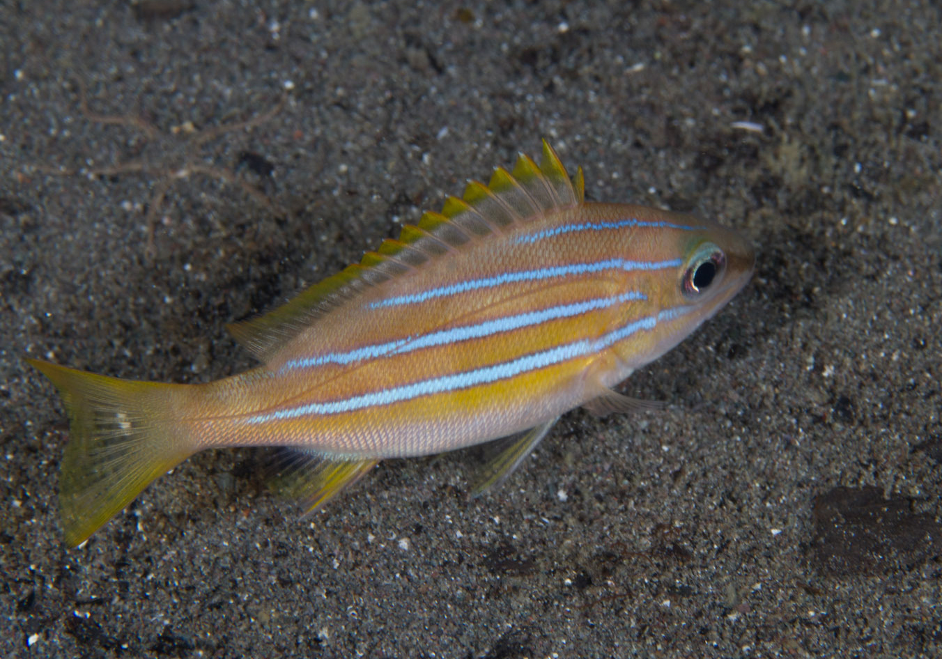 Bluestriped Snapper (Lutjanus kasmira) - Bali Wildlife