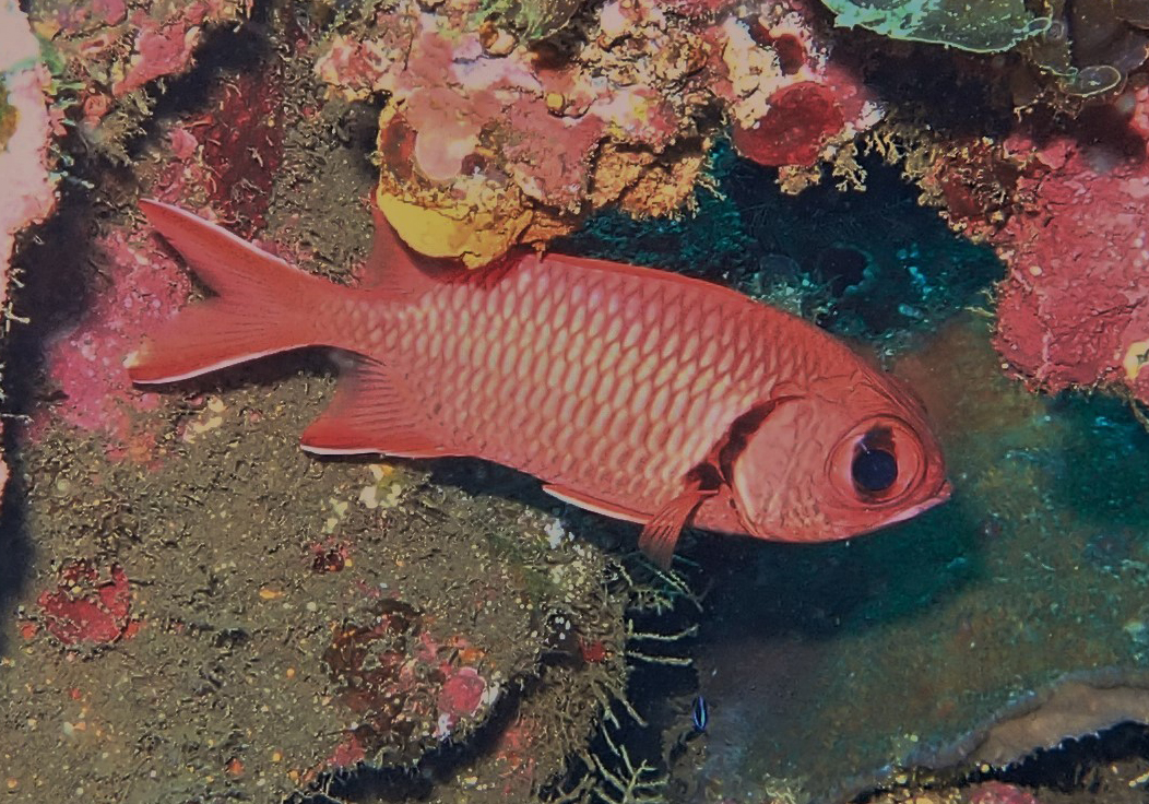 Crimson Soldierfish (Myripristis murdjan) - Bali Wildlife