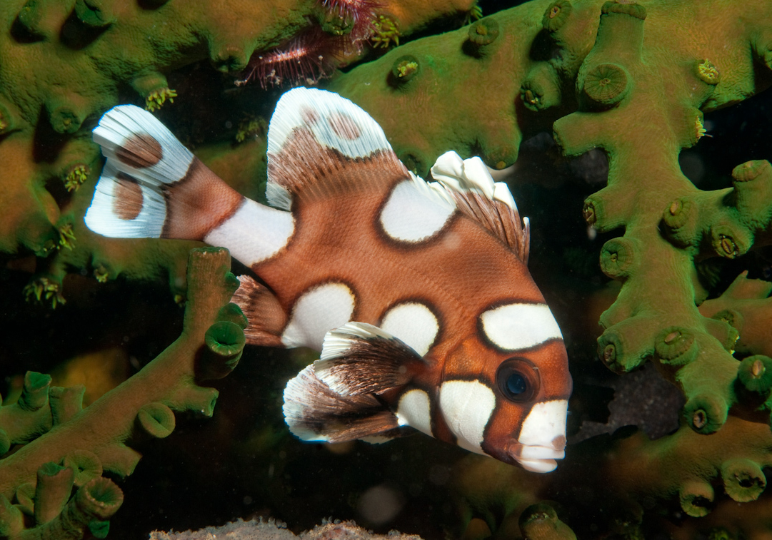 Harlequin Sweetlips (Plectorhinchus chaetodonoides) - Bali Wildlife