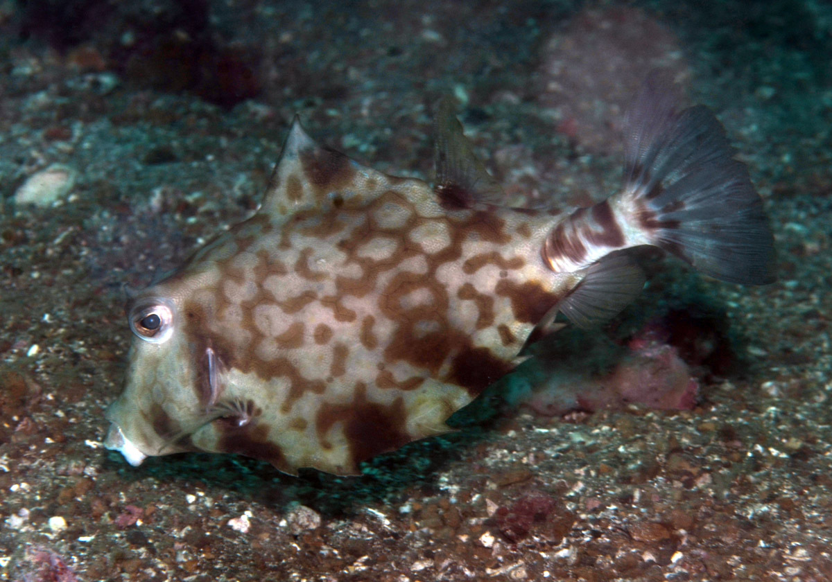 Humpback Turretfish (Tetrosomus gibbosus) - Bali Wildlife