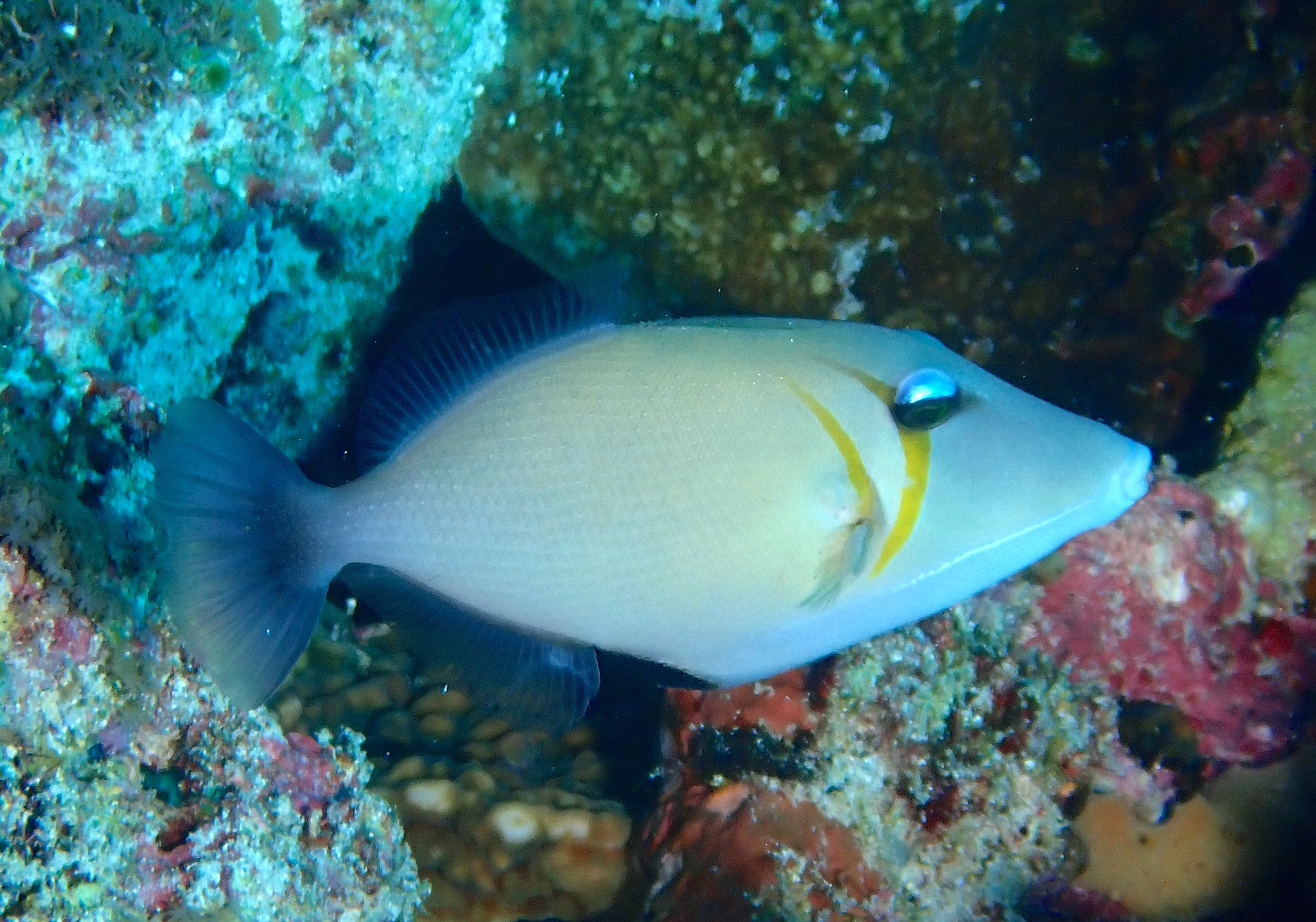 Lei Triggerfish (Sufflamen bursa) - Bali Wildlife
